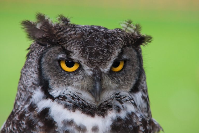 Morning Lark, Night Owl or Hummingbird? - iCreateDaily Goals, Habits ...